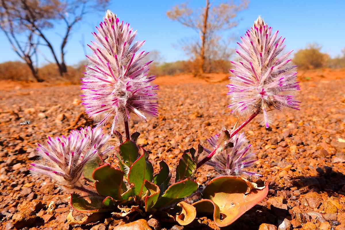 Colours of the Pilbara - Not There Yet…